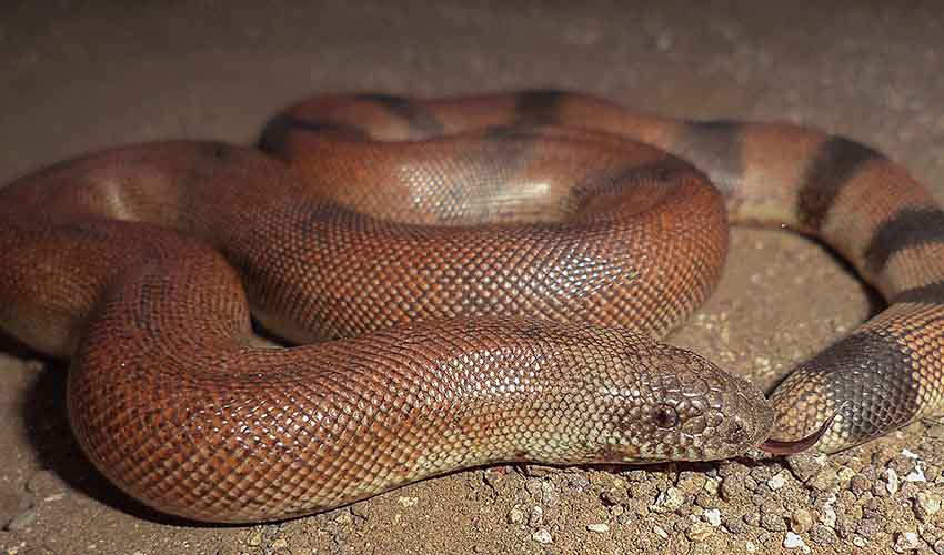 Red sand boa facts, distribution & population | BioDB